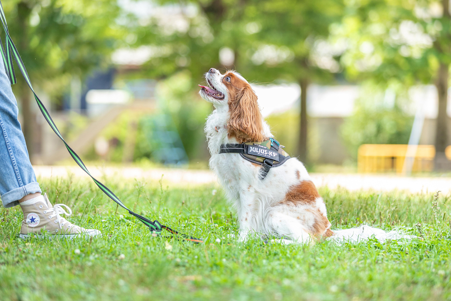 教室・イベント | mum dog（マムドッグ）